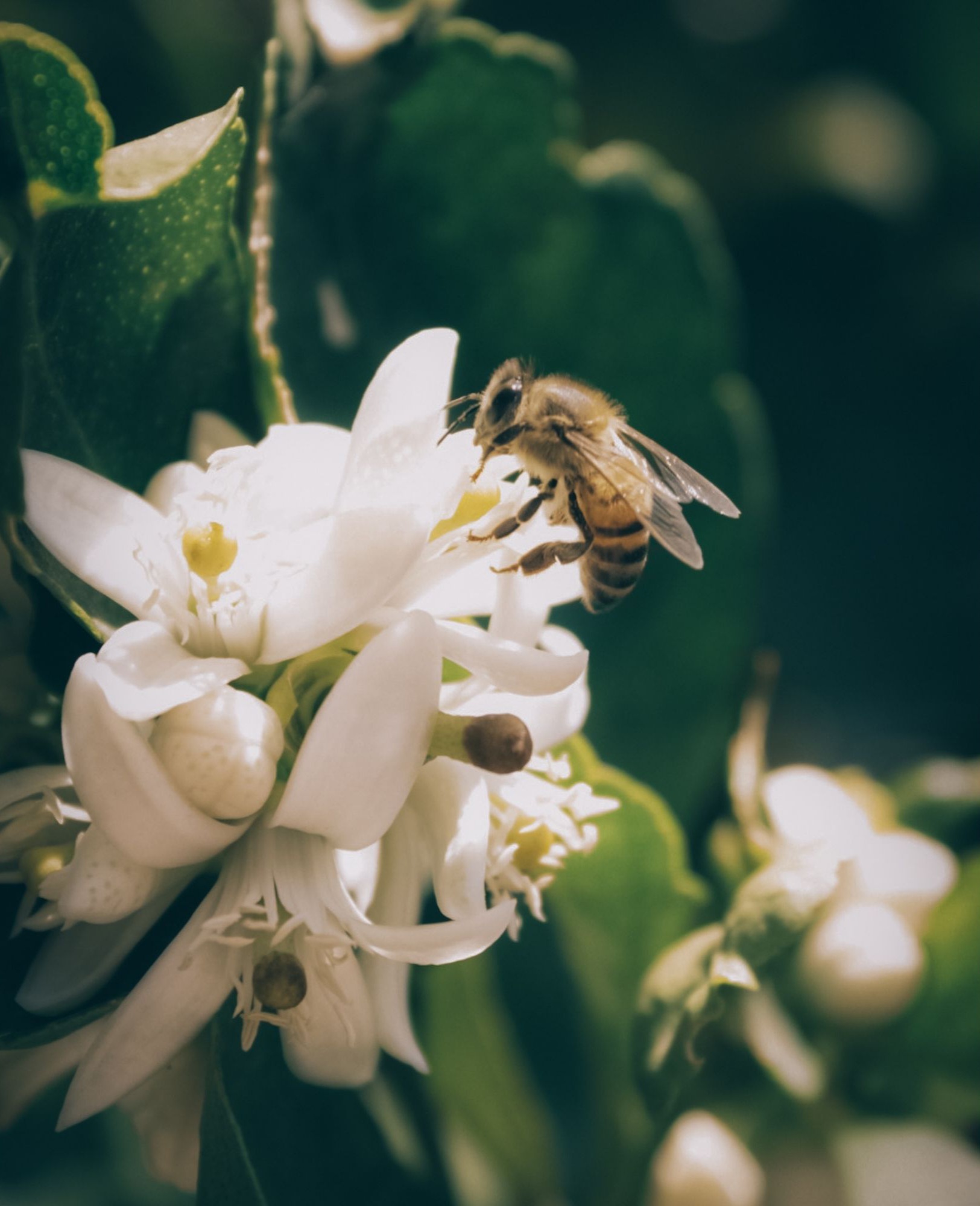 Insectos: Roomies de 6 patas - Recorrido | Museo UPAEP