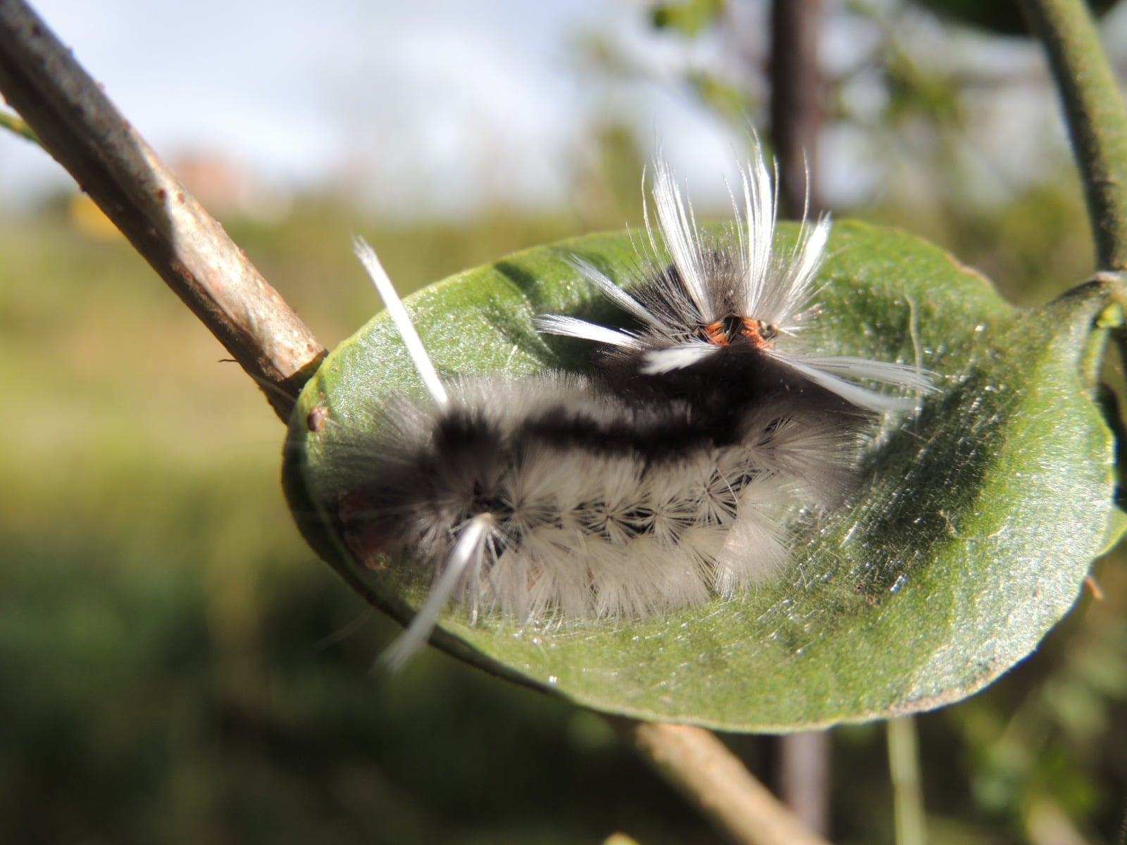 Insectos: Roomies de 6 patas - Recorrido | Museo UPAEP