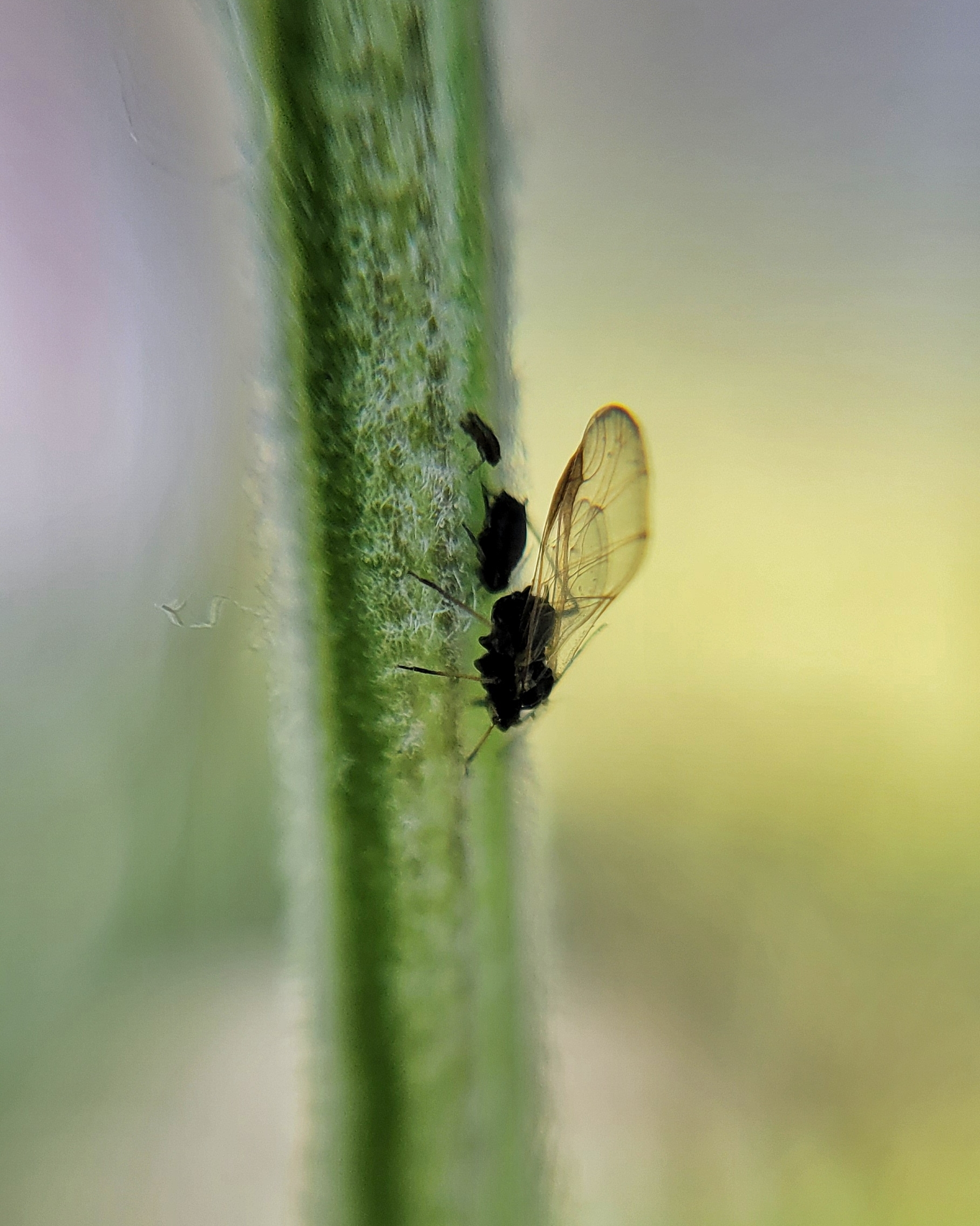 Insectos: Roomies de 6 patas - Recorrido | Museo UPAEP