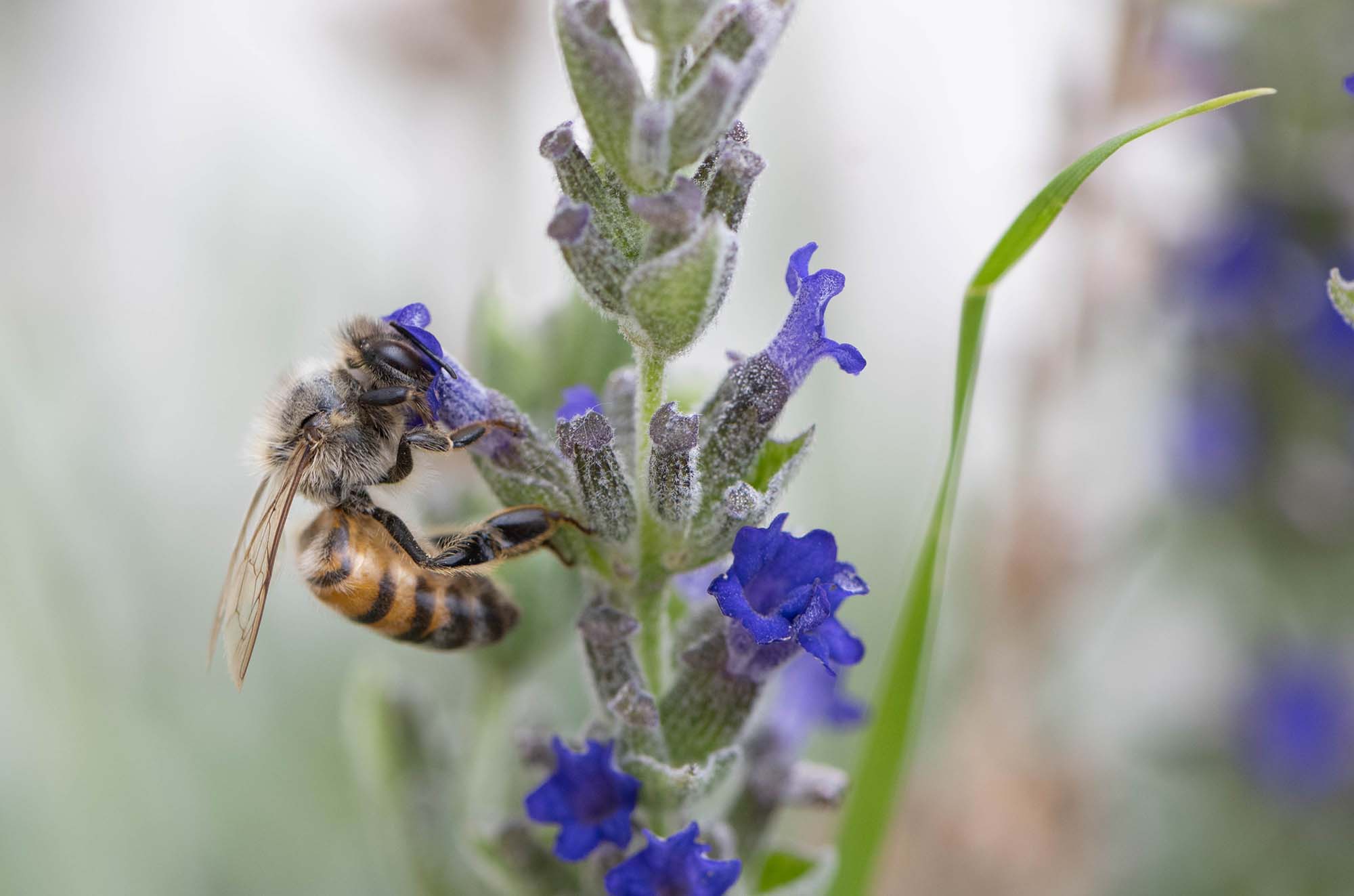 Insectos: Roomies de 6 patas - Recorrido | Museo UPAEP